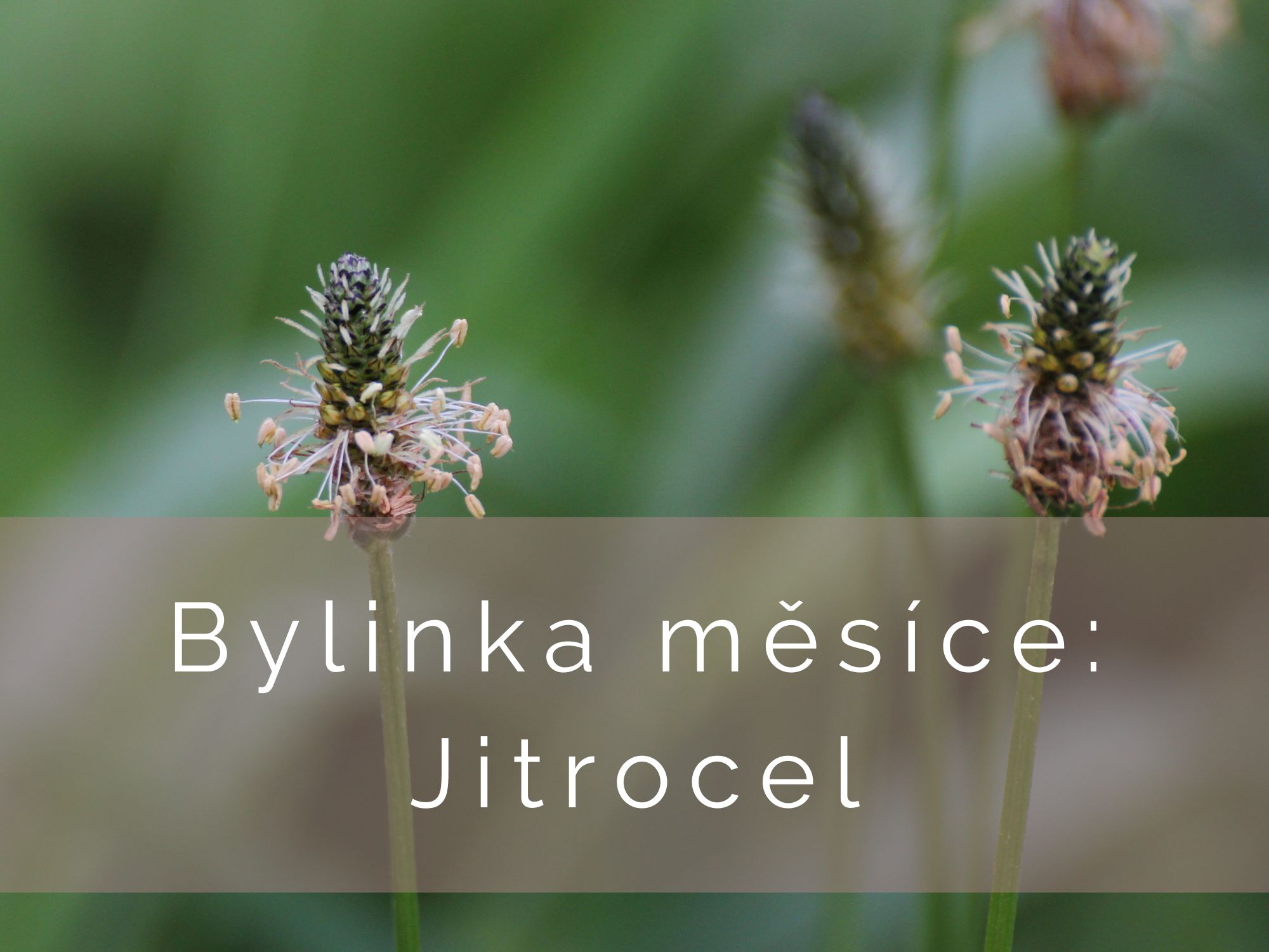 Bylinkové čaje BYLINCA | Sypané bylinné směsi a byliny