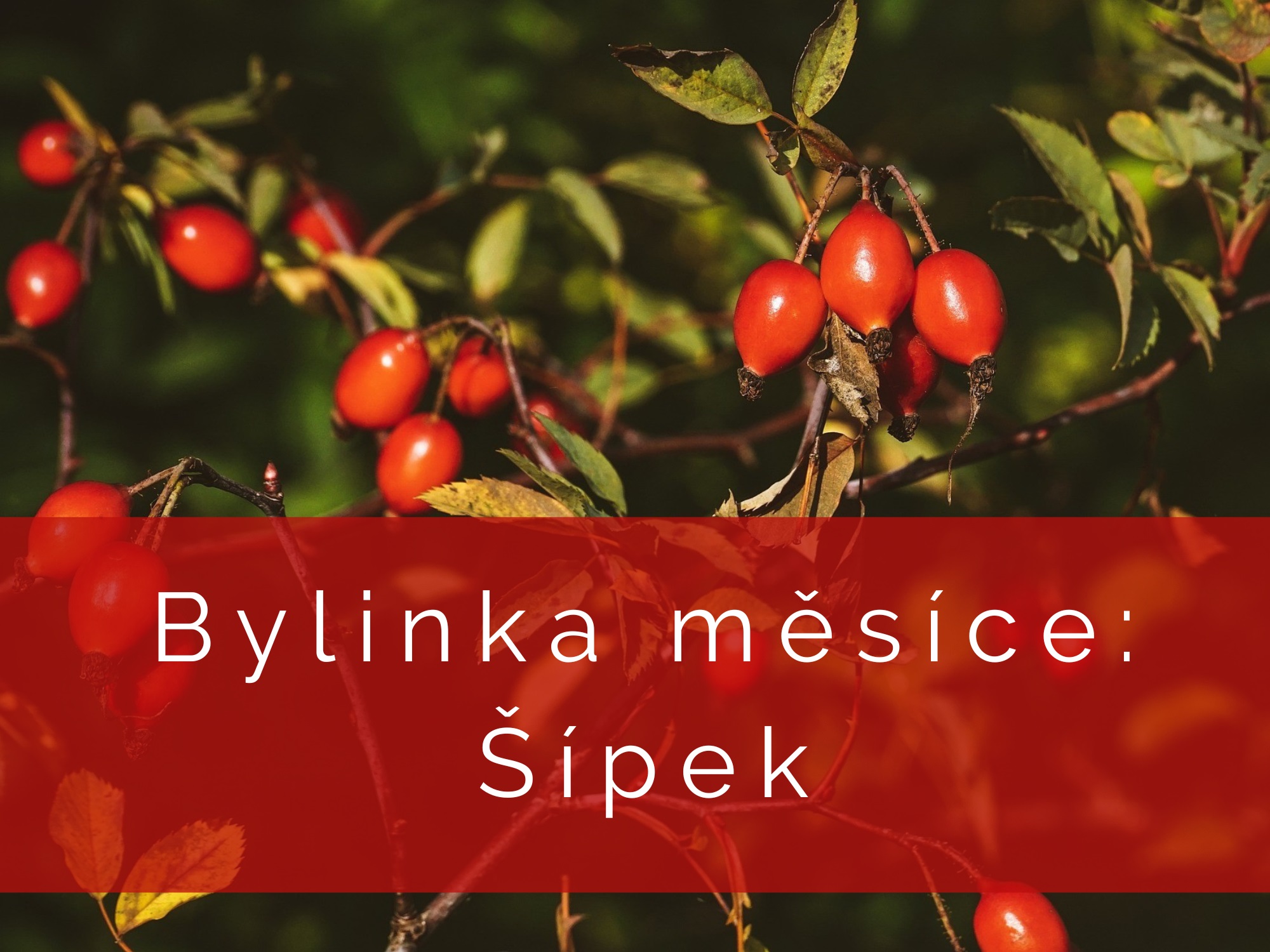 Bylinkové čaje BYLINCA | Sypané bylinné směsi a byliny